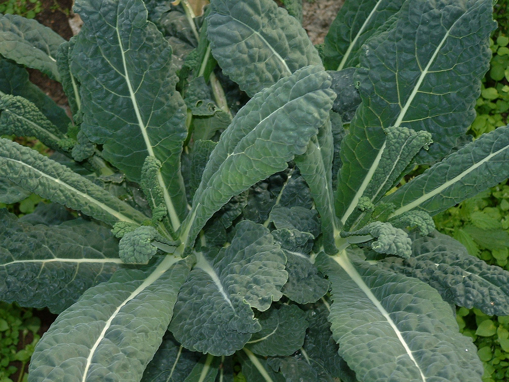 Cavolo Nero, Butterbean & Orange Soup with Almonds